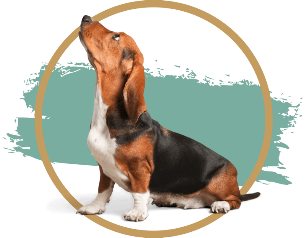 New Client Form | Abri Veterinary Hospital